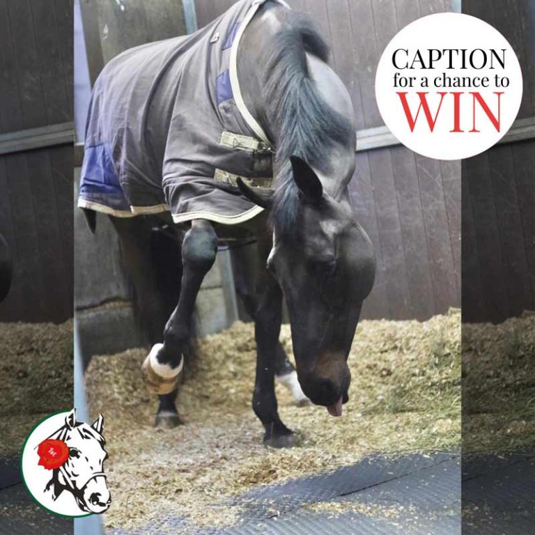 Anti-Cast Competition - Mayo Horse Comfort